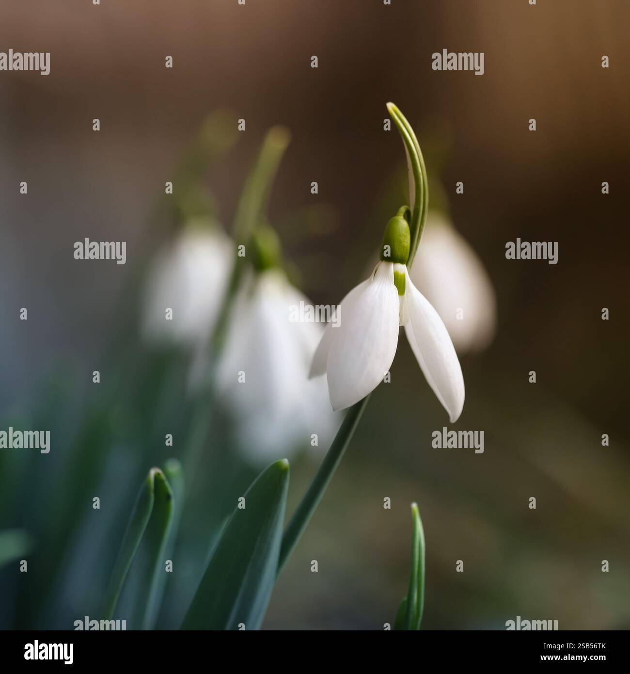Spring nature beauty environment hi-res stock photography and images ...
