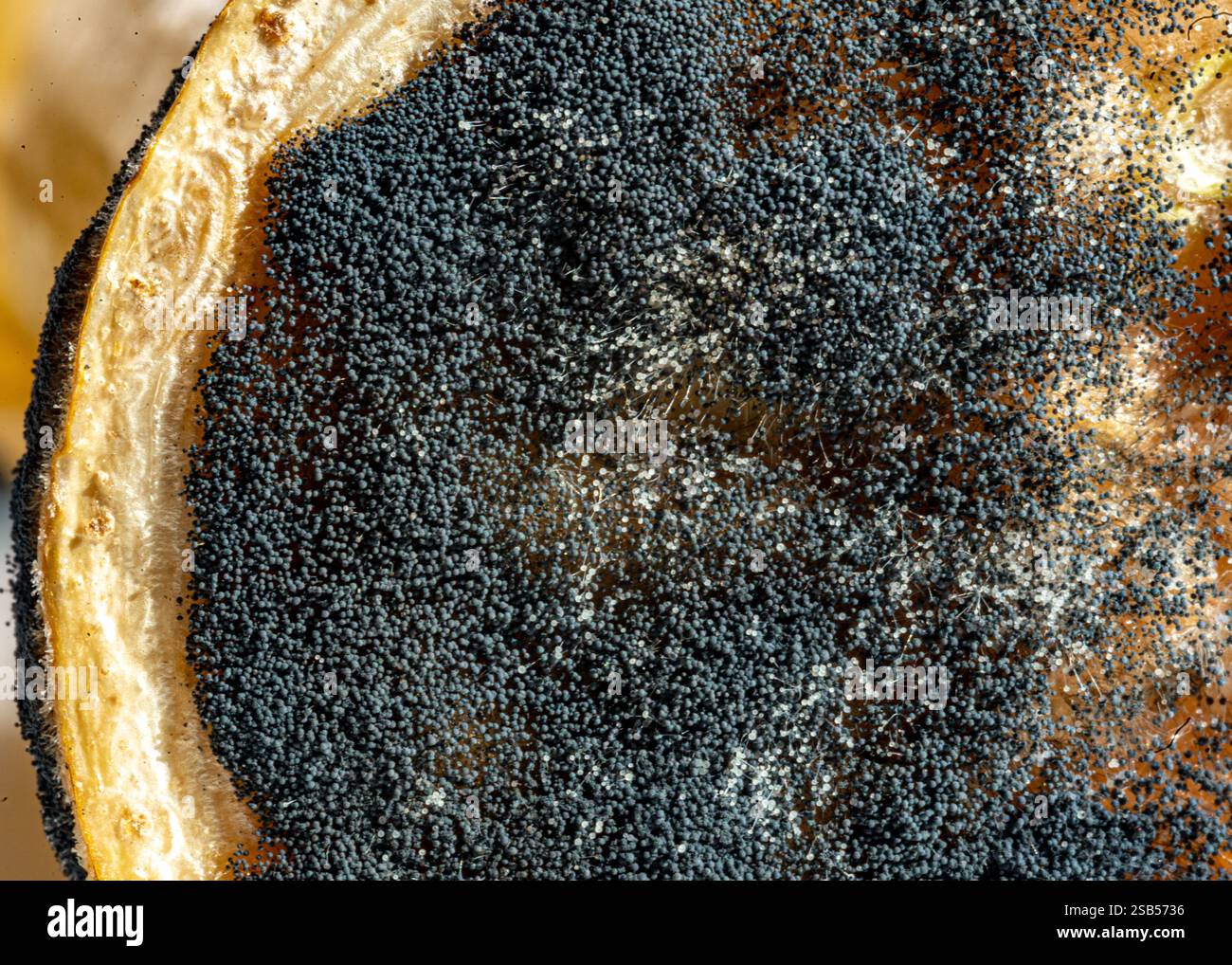 moldy zucchini, mold is formed by microscopic fungi of several species ...
