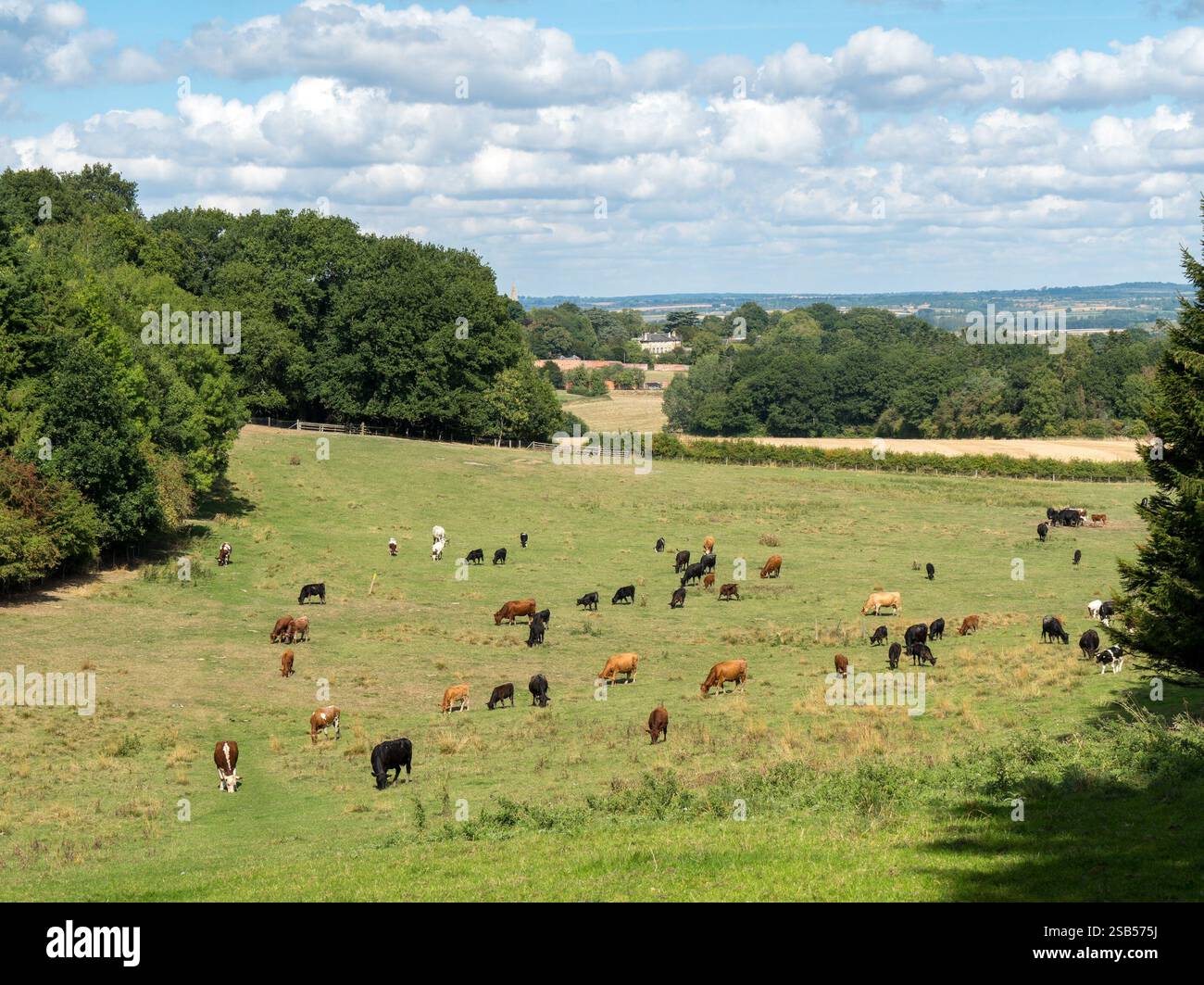 Green grassy field of grazing cows with Little Dalby Hall in the ...