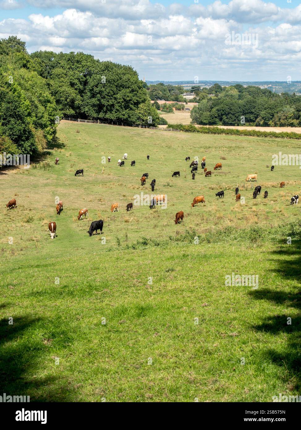 Green grassy field of grazing cows with Little Dalby Hall in the ...