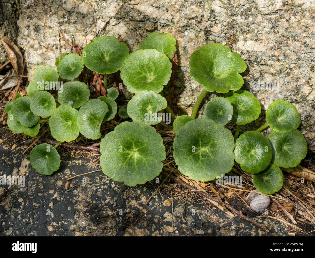 Sunlit round green leaves of Wall Pennywort (Umbilicus rupestris ...