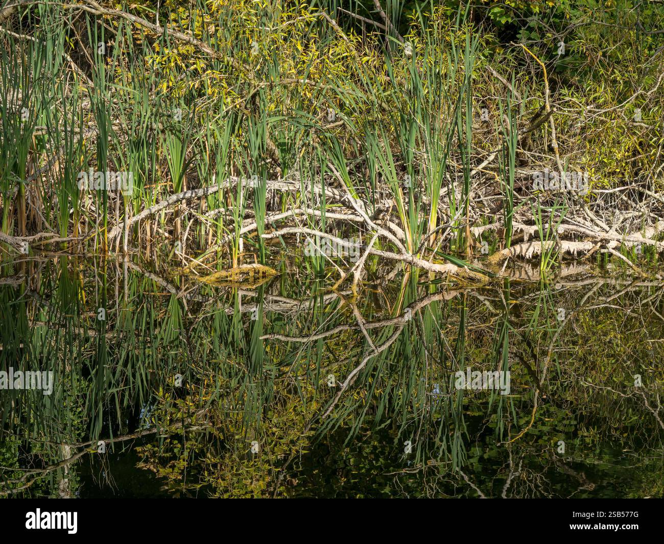 Perfect reflection of shoreline vegetation in perfectly still waters of ...