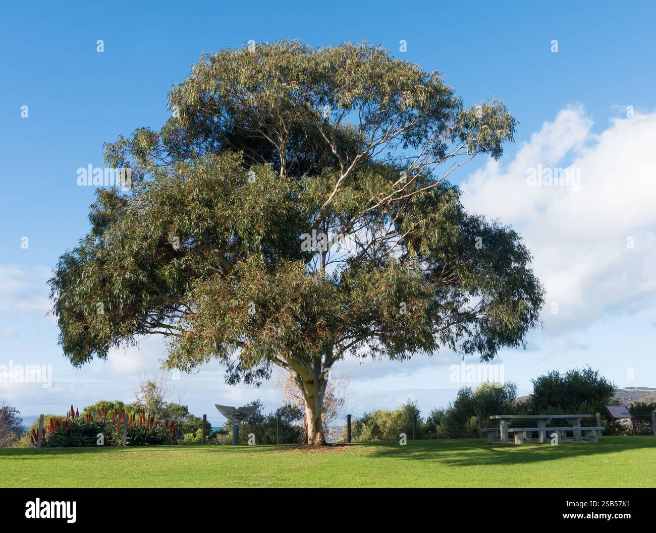 Large eucalyptus tree in Lloyd Collins Reserve on sunny day in ...