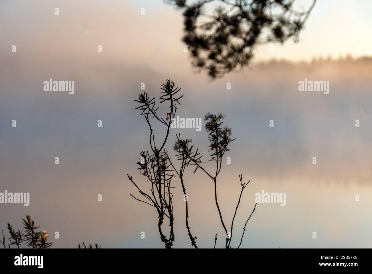 Ledum palustre, the plant is poisonous, evergreen, often common in ...