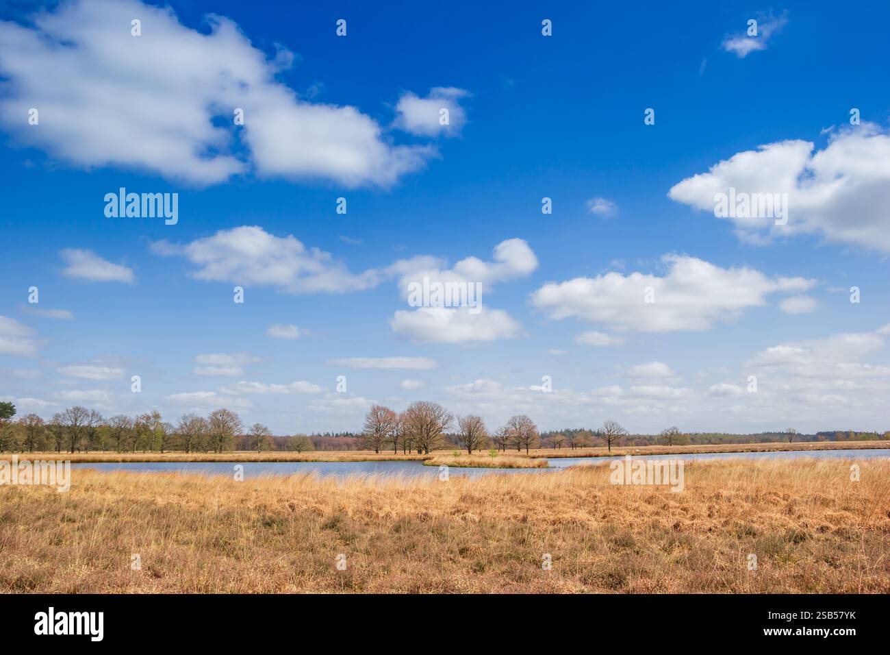 Heather field at the lake in nature area Duurswouderheide, Netherlands ...