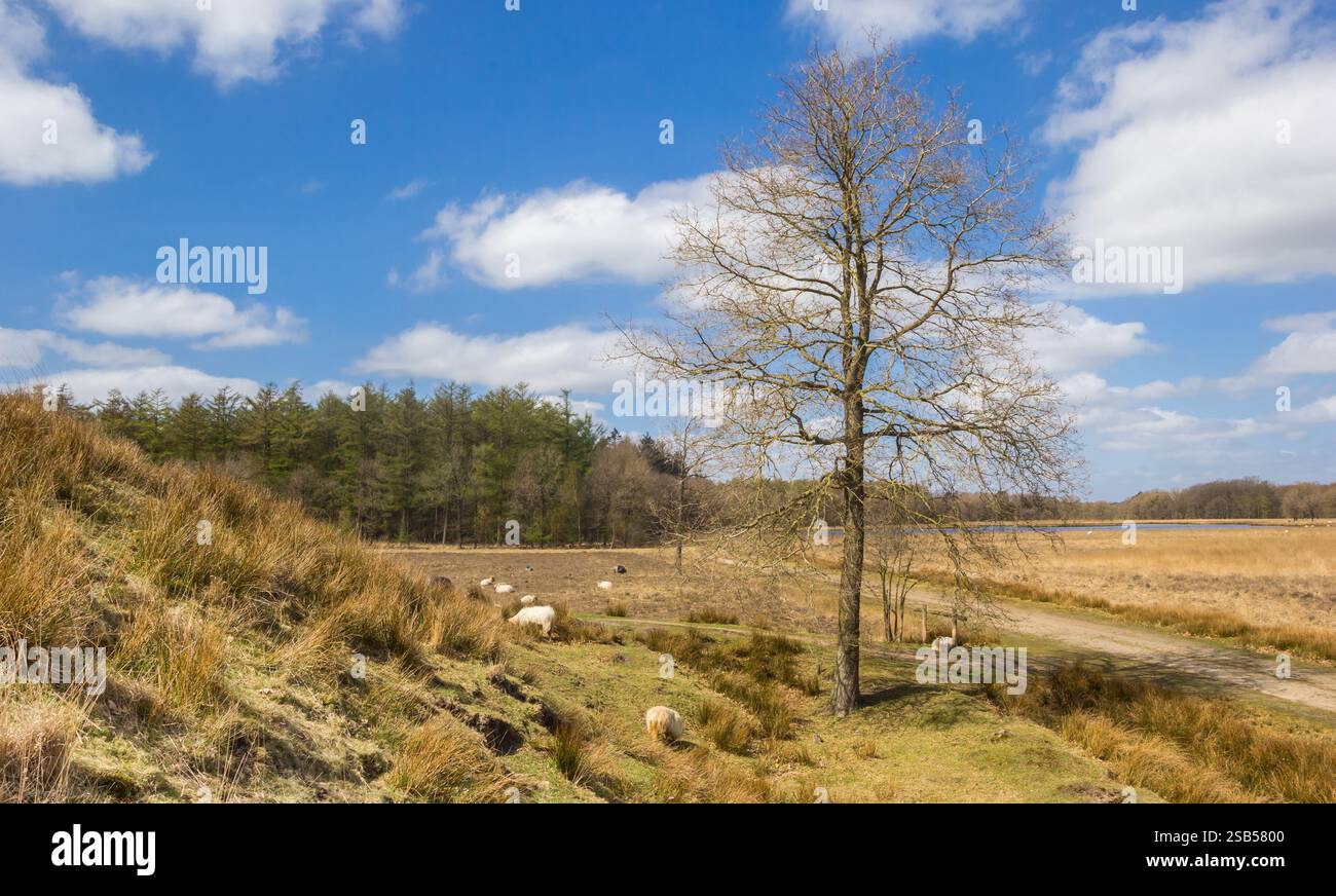Tree at the foot of the hill in Duurswouderheide, Netherlands Stock ...