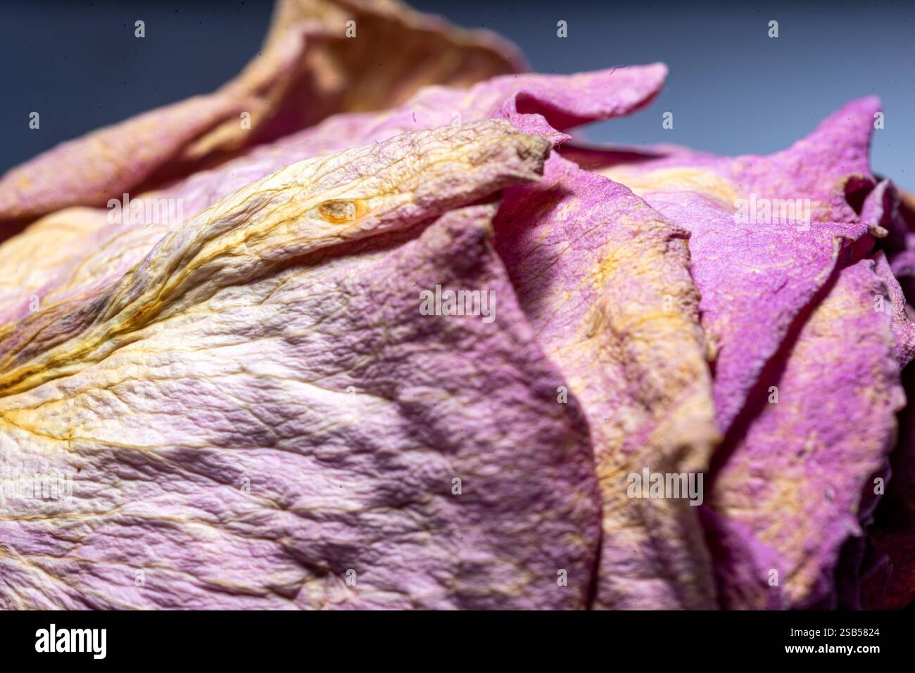 photo of a dry, withered pink rose, distinct petal texture, dry flowers ...