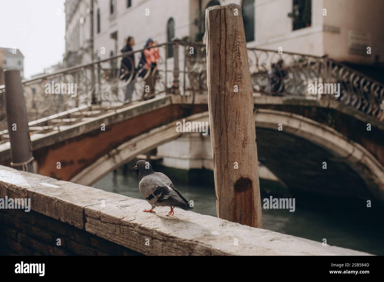 Birds in the lagoon of venice hi-res stock photography and images - Alamy