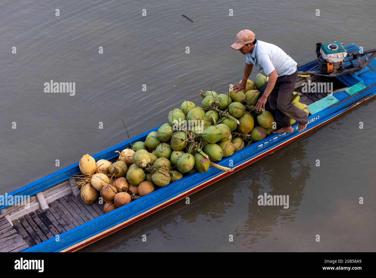 A traditional Vietnamese boat full of coconuts on the Mekong River at ...