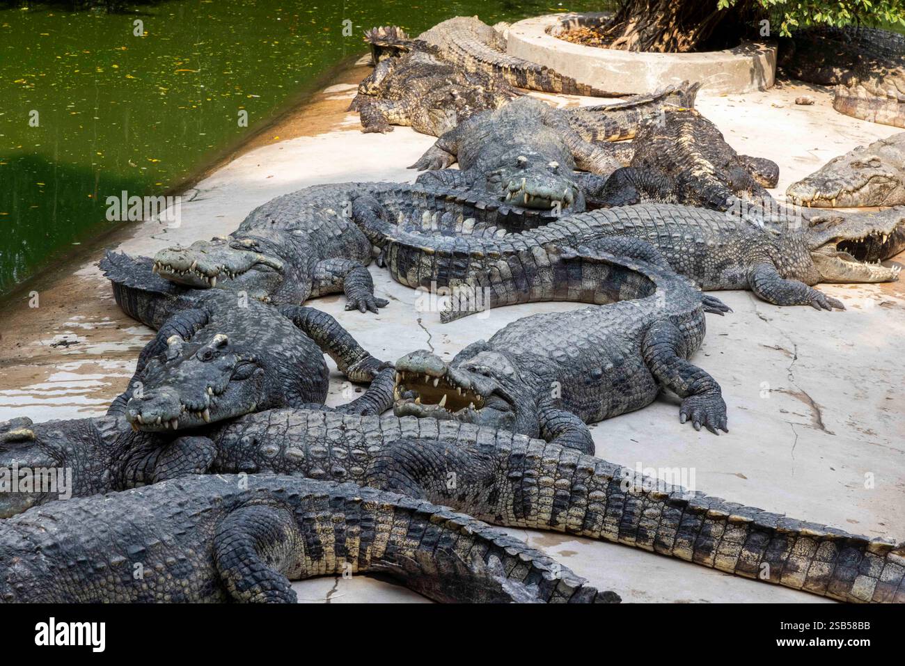 Crocodile restaurant vietnam hi-res stock photography and images - Alamy