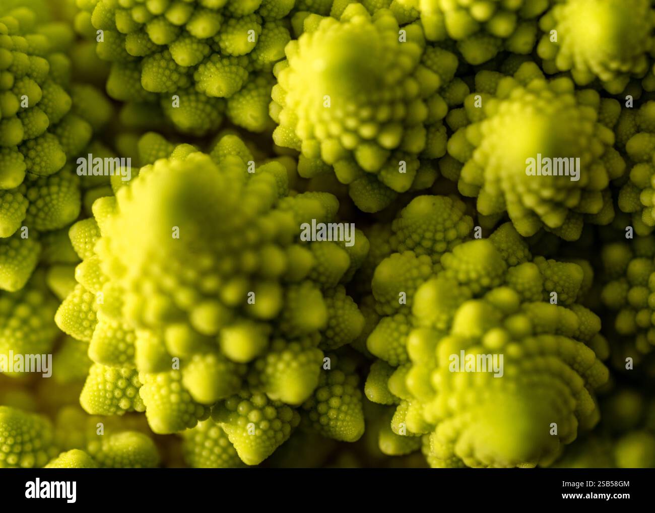 close-up photo of cabbage, branched inflorescence in middle of rosette ...
