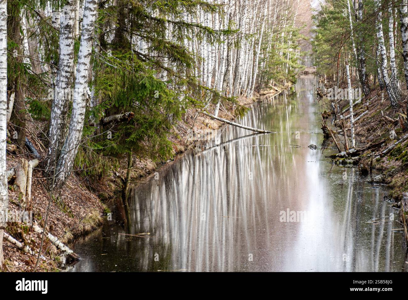 swamp ditch in spring, beautiful reflections of trees on the surface of ...