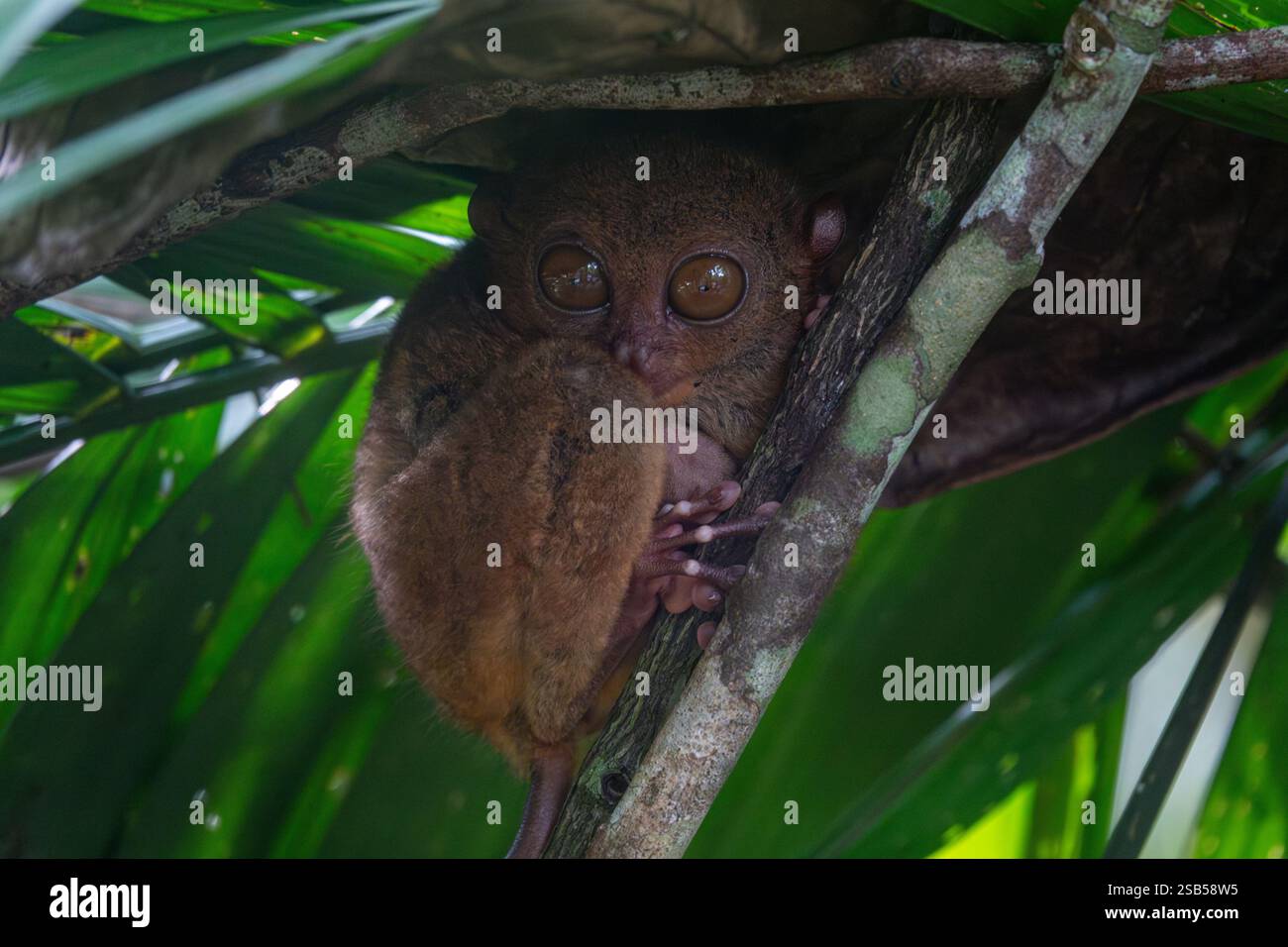 Endangered Tarsier in Bohol Tarsier sanctuary, Cebu, Philippines Stock ...