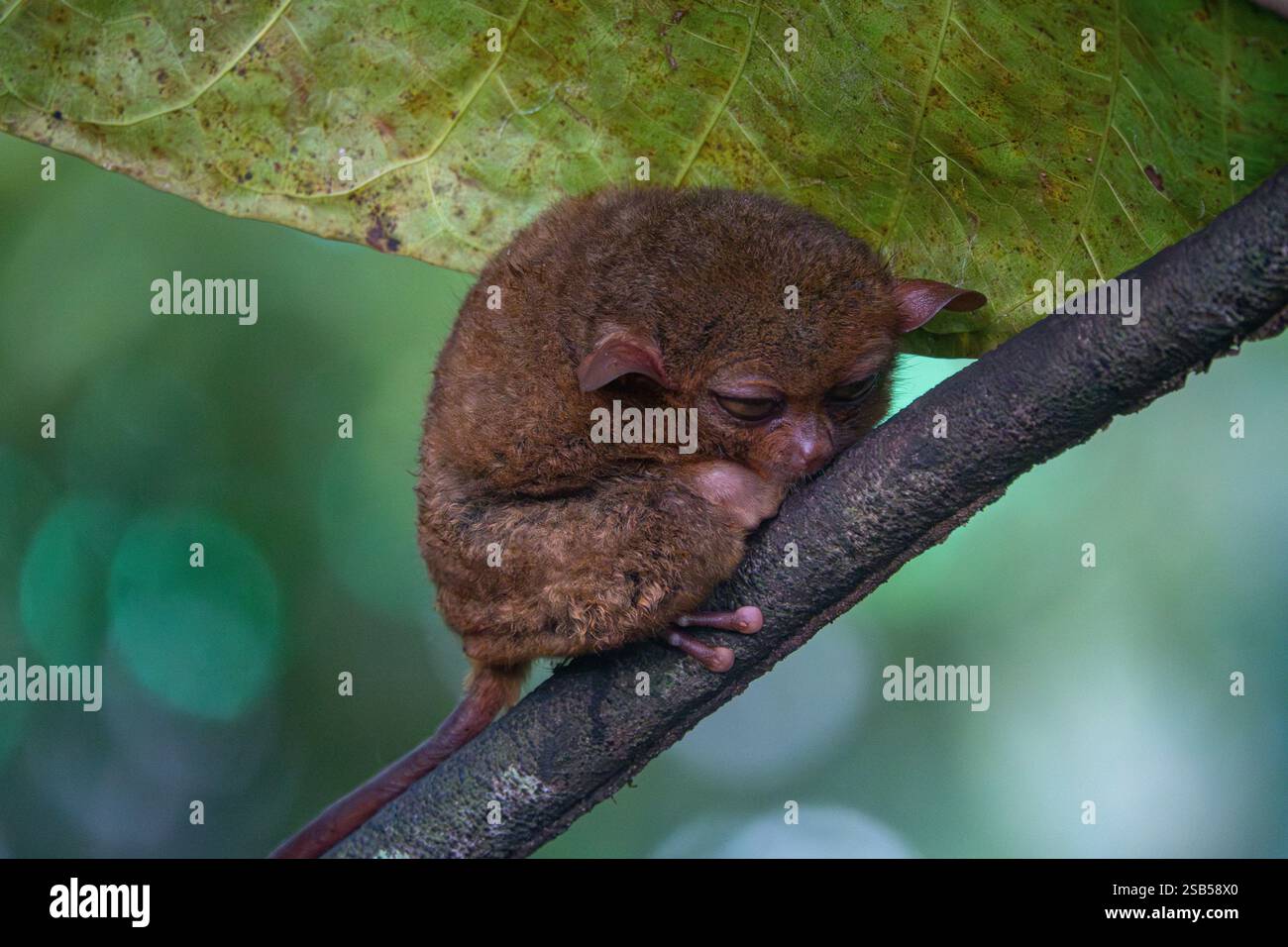 Endangered Tarsier in Bohol Tarsier sanctuary, Cebu, Philippines Stock ...