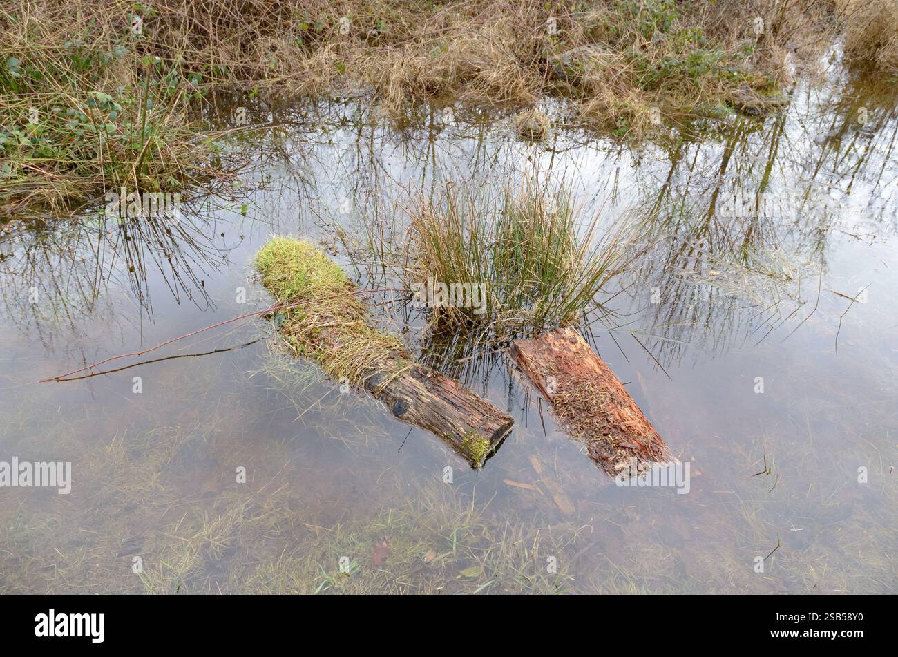 Swamp area with pond and grasses in a forest Stock Photo - Alamy