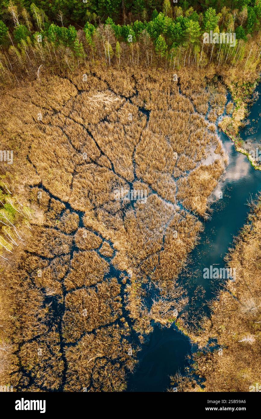 Spring Season. Aerial View. Young Birches Grow Among Small Marsh Bog ...