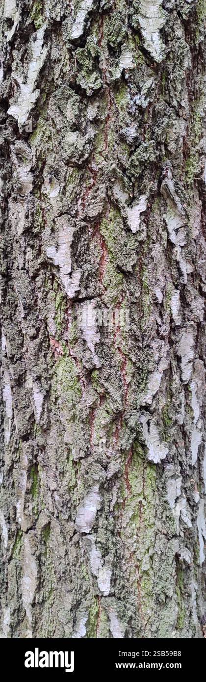 Tree bark texture. Birch bark, close-up. Trees of temperate continental climate Stock Photo - Alamy