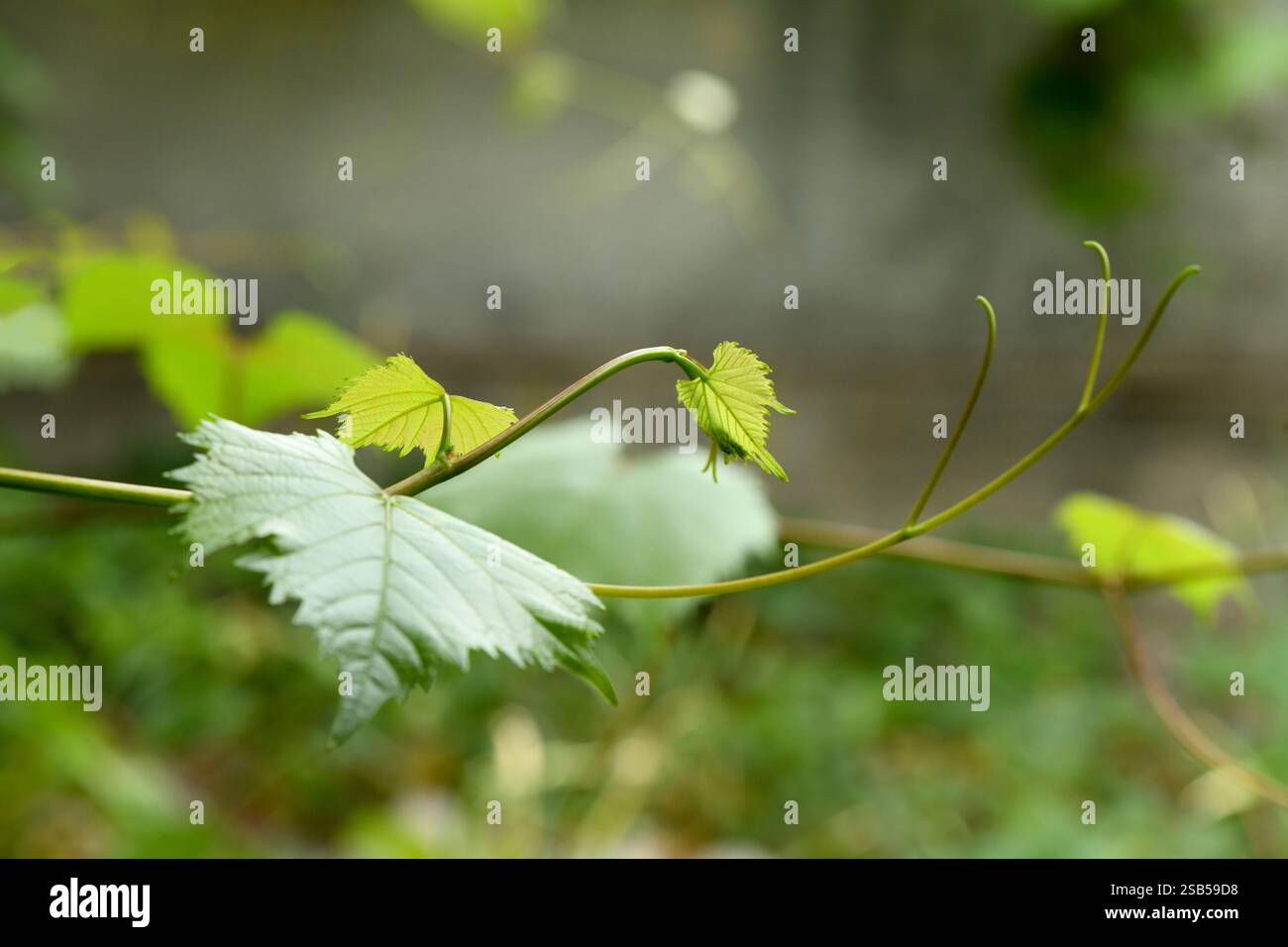 Gentle young green grape leaves and mustache on grapevine, in the ...