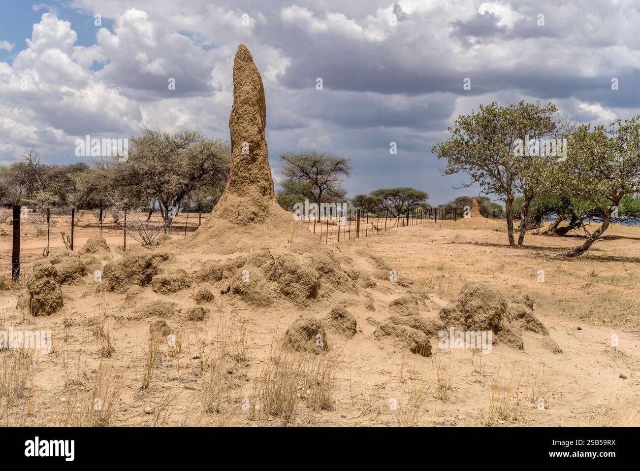 landscape with very large and tall termite nest in desert countryside ...