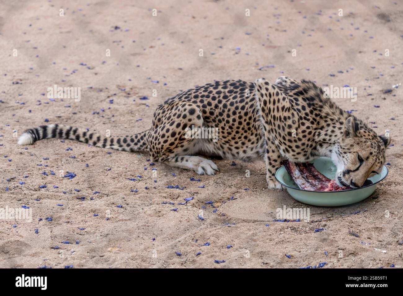 cheetah eating in a metallic washbowl at Conservation facility, shot in ...