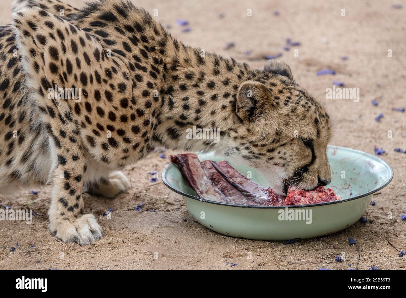 head of cheetah eating raw meat in a metallic washbowl at Conservation ...