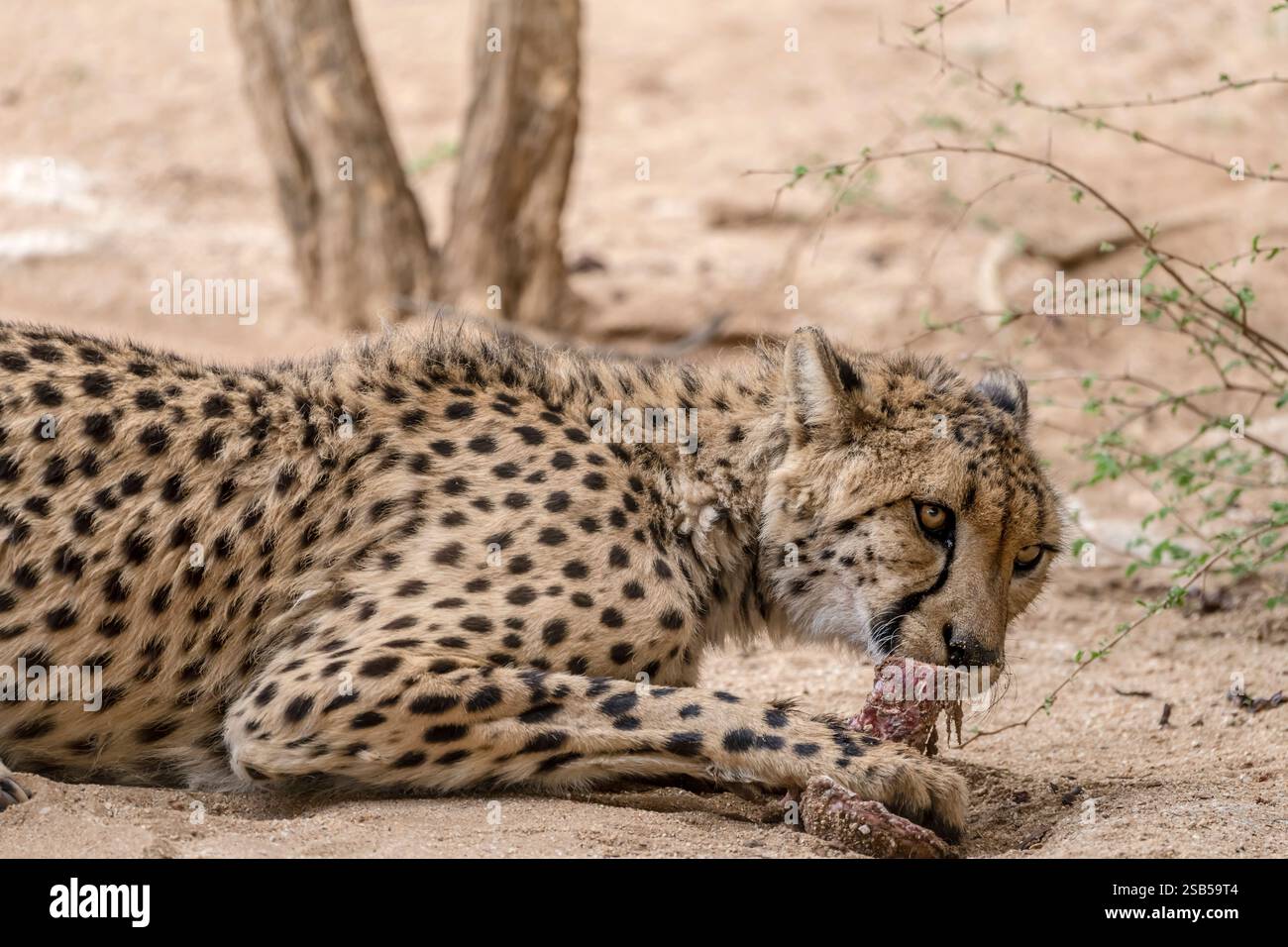 cheetah eating raw meat at Conservation facility, shot in bright late ...