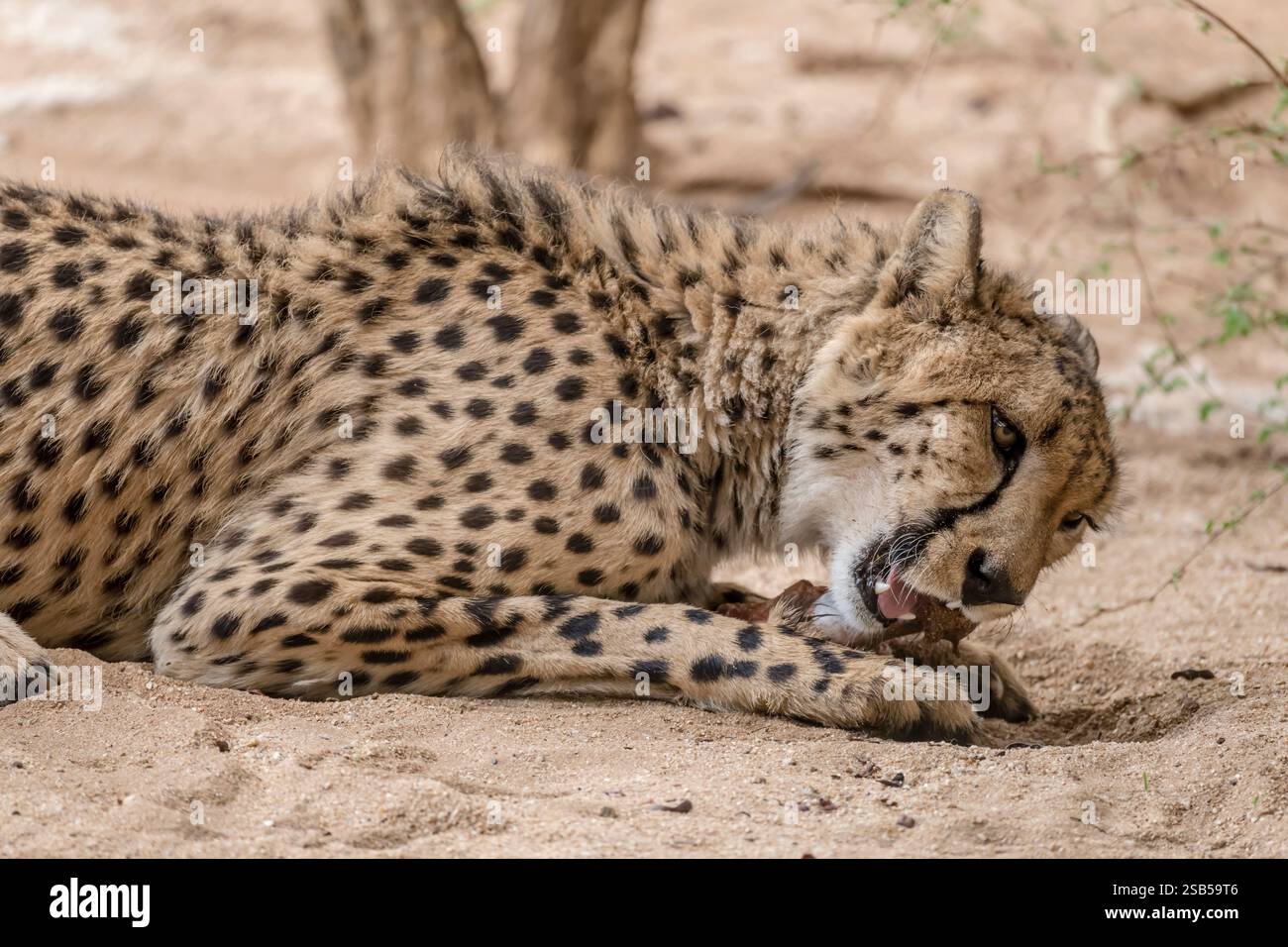 muzzle of cheetah eating raw meat on ground at Conservation facility ...