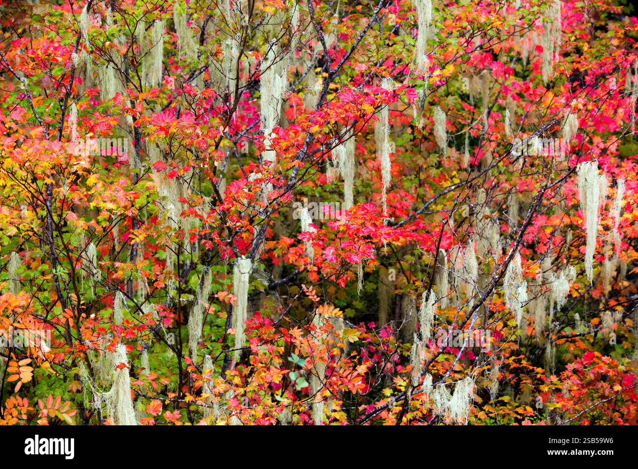 Autumn fall colours in Manning Provincial Park located in British ...