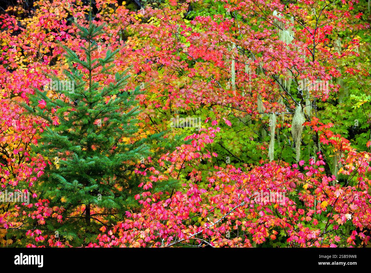 Autumn fall colours in Manning Provincial Park located in British ...