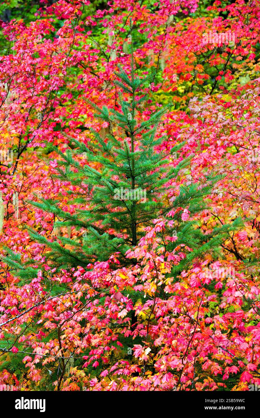 Autumn fall colours in Manning Provincial Park located in British ...