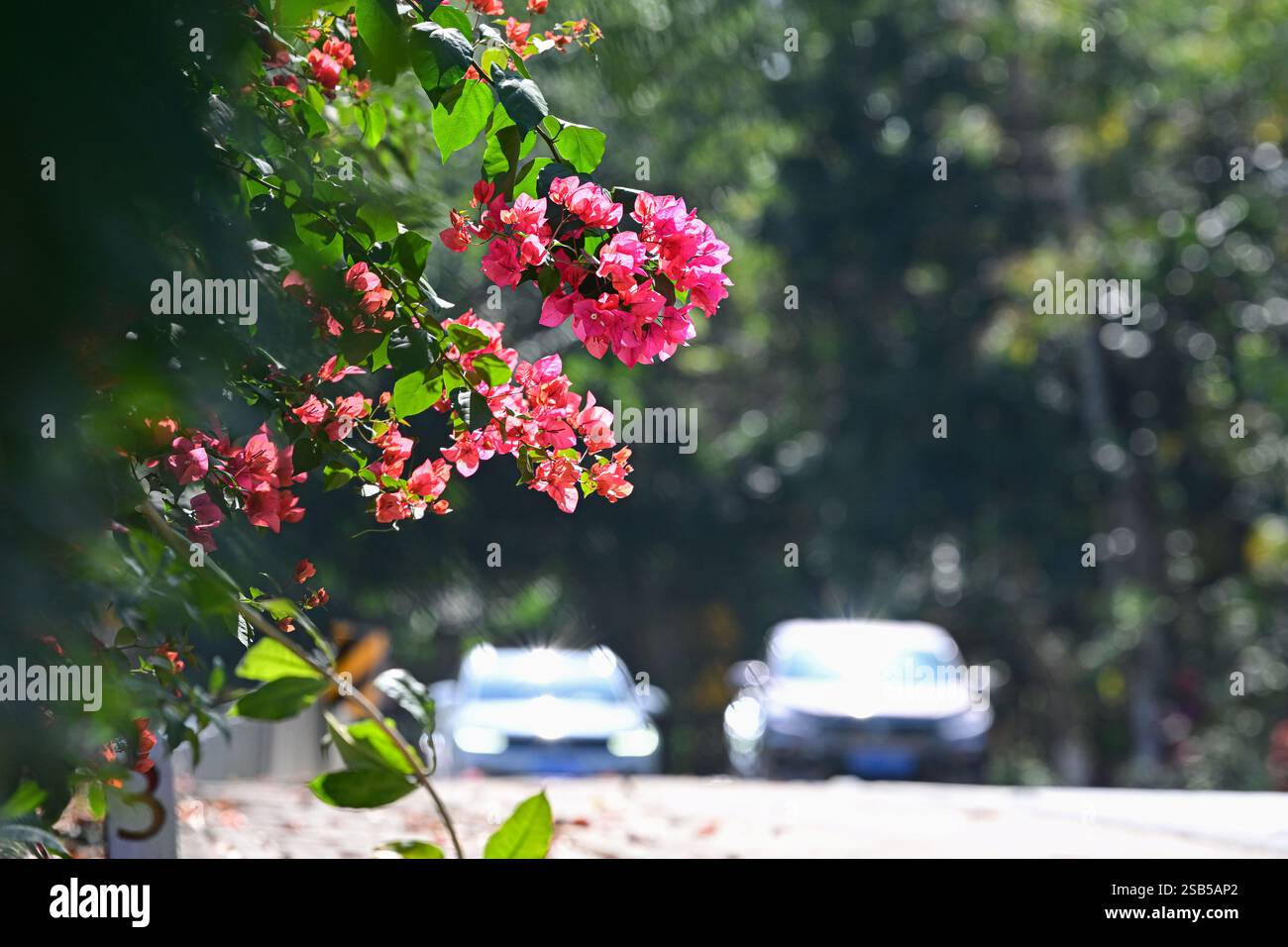 Haikou, China's Hainan Province. 30th Jan, 2025. This photo shows a ...