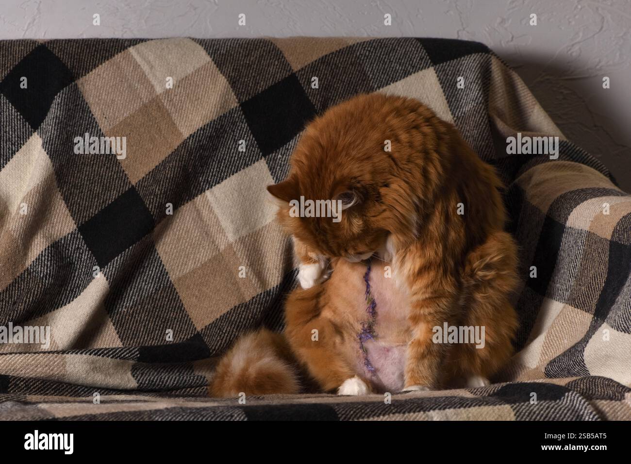 A ginger fluffy cat sits on the couch at home after surgery and licks ...