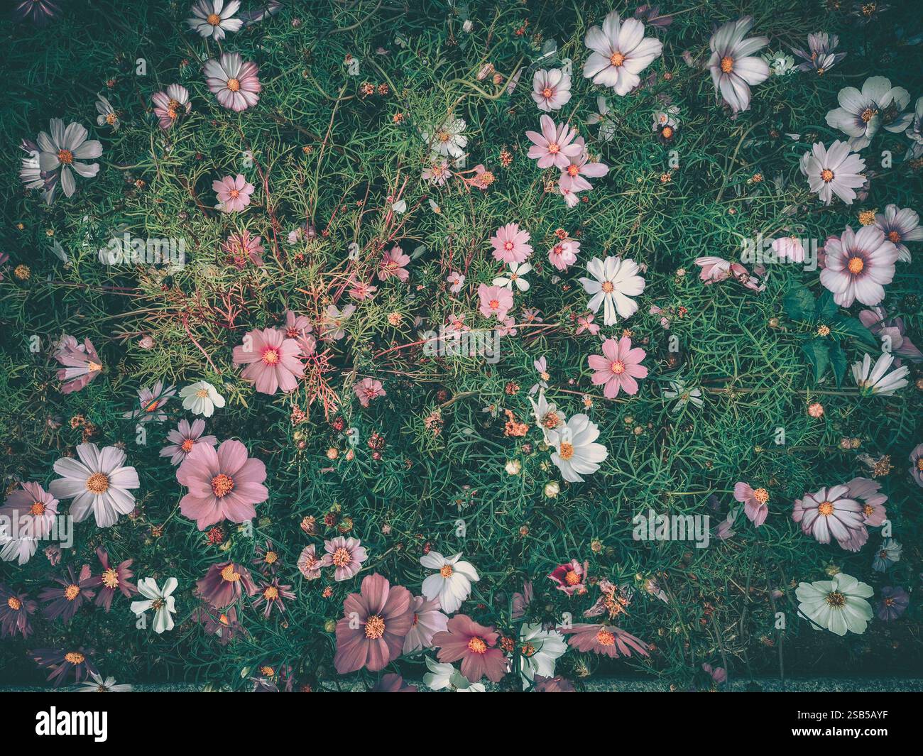 A lush garden overflowing with delicate cosmos flowers in varying ...