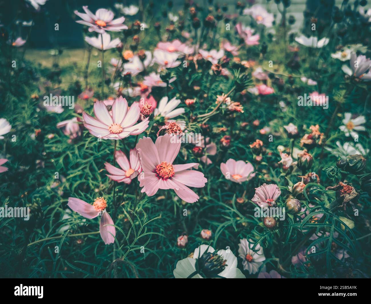 A vibrant cluster of light pink cosmos flowers blossoms amidst lush ...