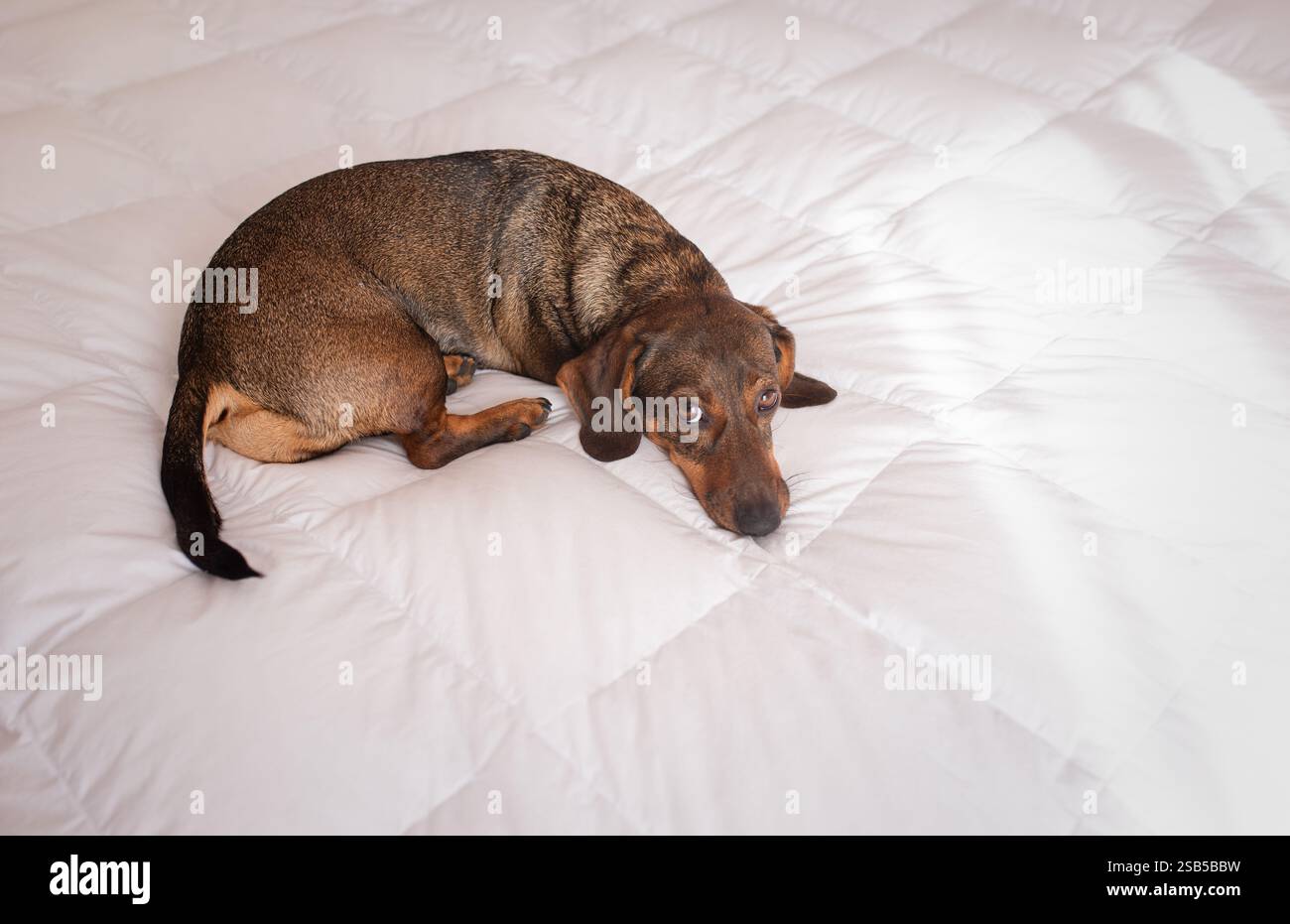 Portrait cute dachshund dog hi-res stock photography and images - Alamy