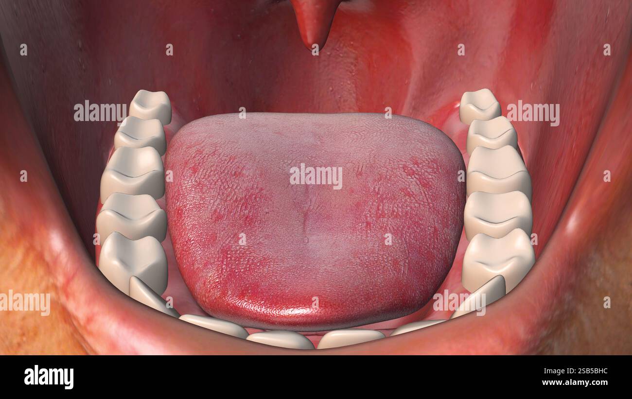 Close-up of the human mouth Stock Photo - Alamy