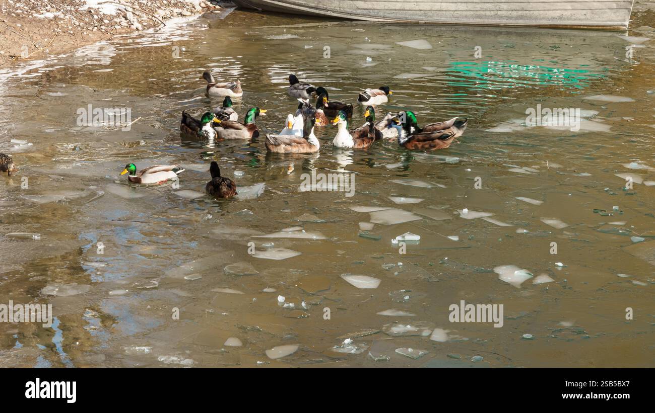 The scenic views of birds, ducks and geese at the lake. High quality ...