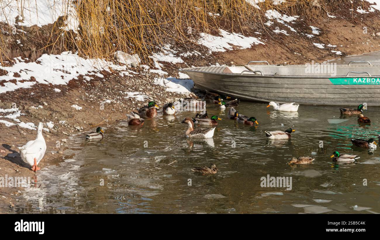 The scenic views of birds, ducks and geese at the lake. High quality ...