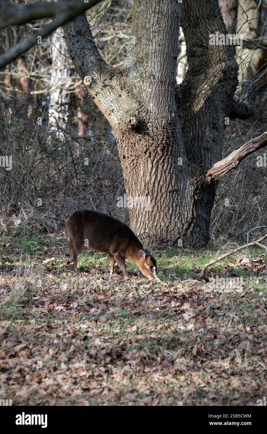 muntjac deer (Muntiacus) in clearing in woodland , minsmere, suffolk ...