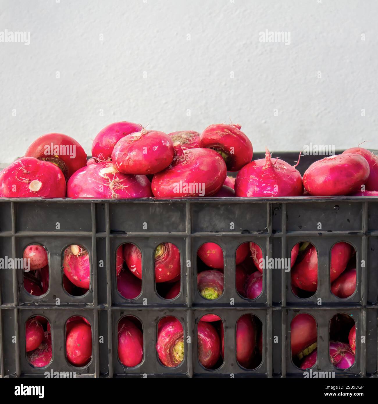 Freshly dug and washed red turnips. Turnips are rich in vitamin C and ...