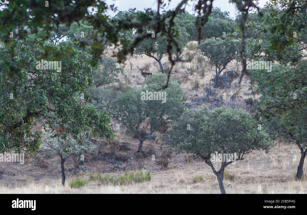Big game hunting estate. Large adult deer visible among the trees Stock ...