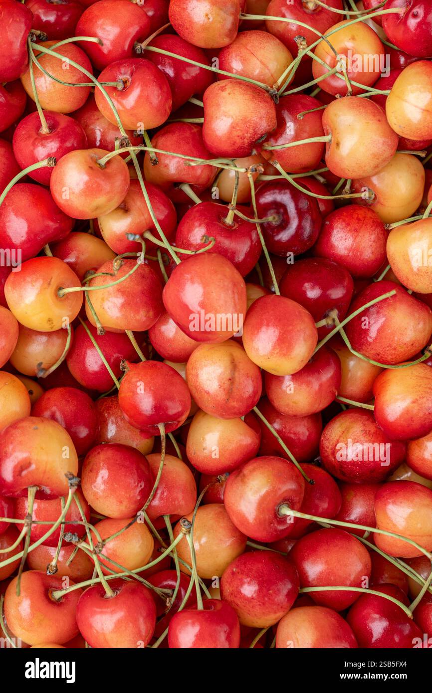 A vibrant and visually appealing collection of fresh cherries ...