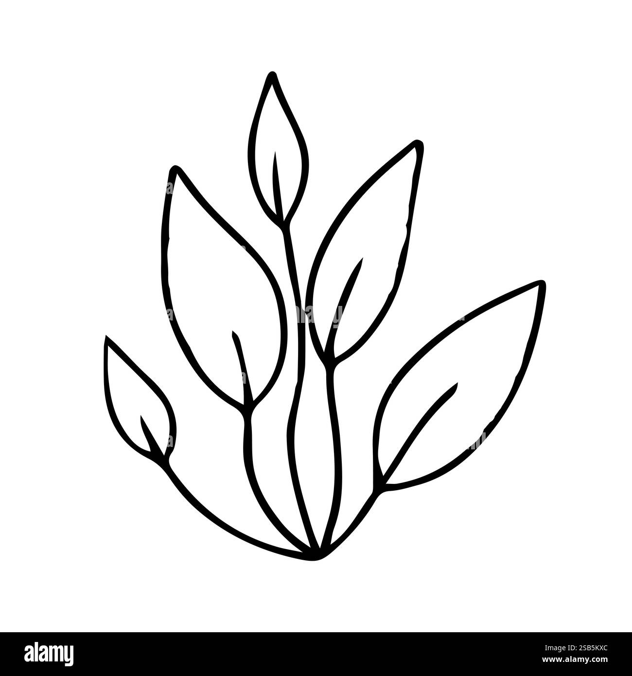Botanical Sketch of a Plant Stock Vector Image & Art - Alamy