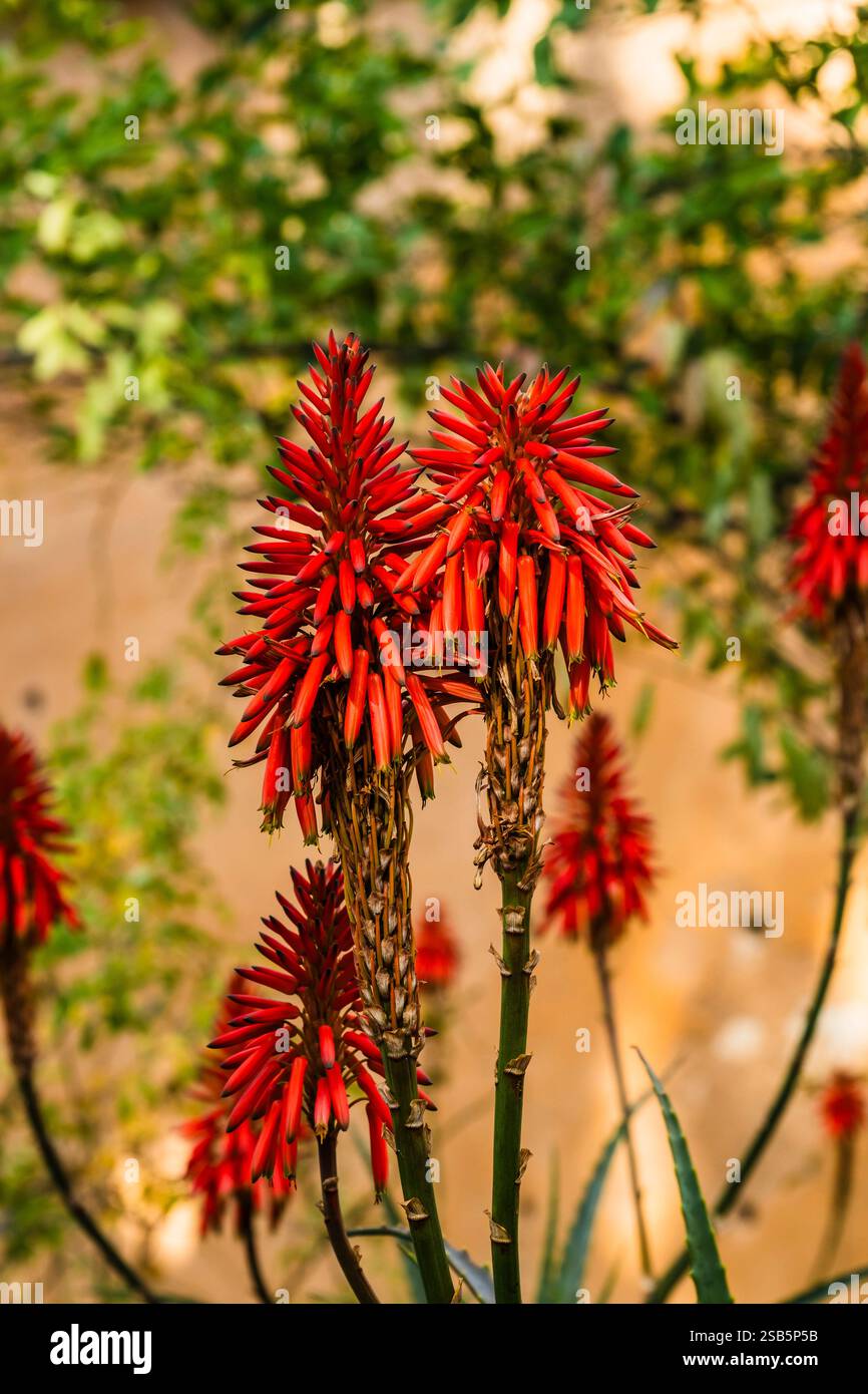 Aloe arborescens tree like hi-res stock photography and images - Alamy