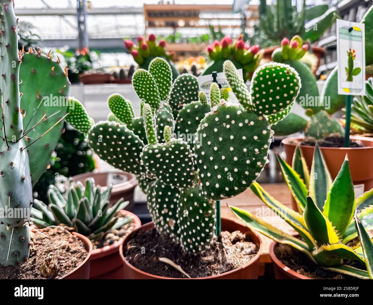 Potted cactus with white spots sits next to other potted plants. The ...