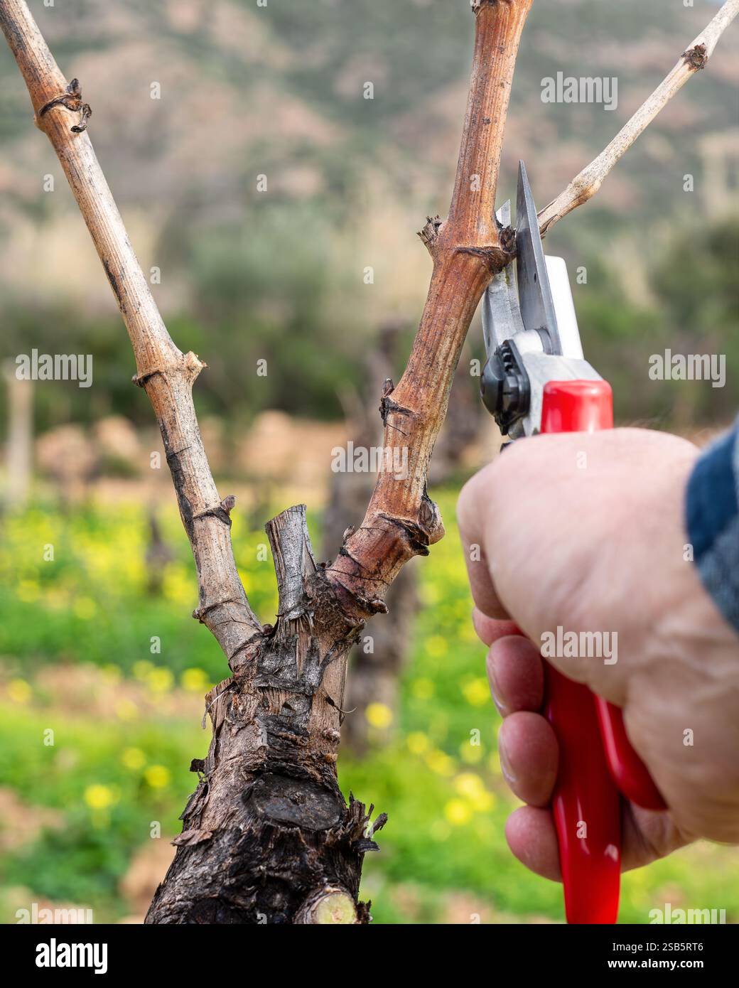 Close-up of the hands of the winemaker pruning the vineyard with professional steel scissors ...