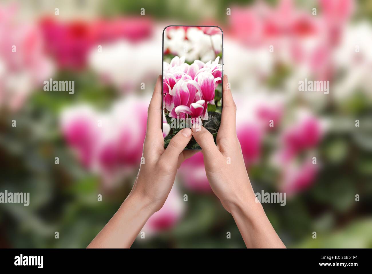 Plant identifier application. Woman taking photo of flowers outdoors ...