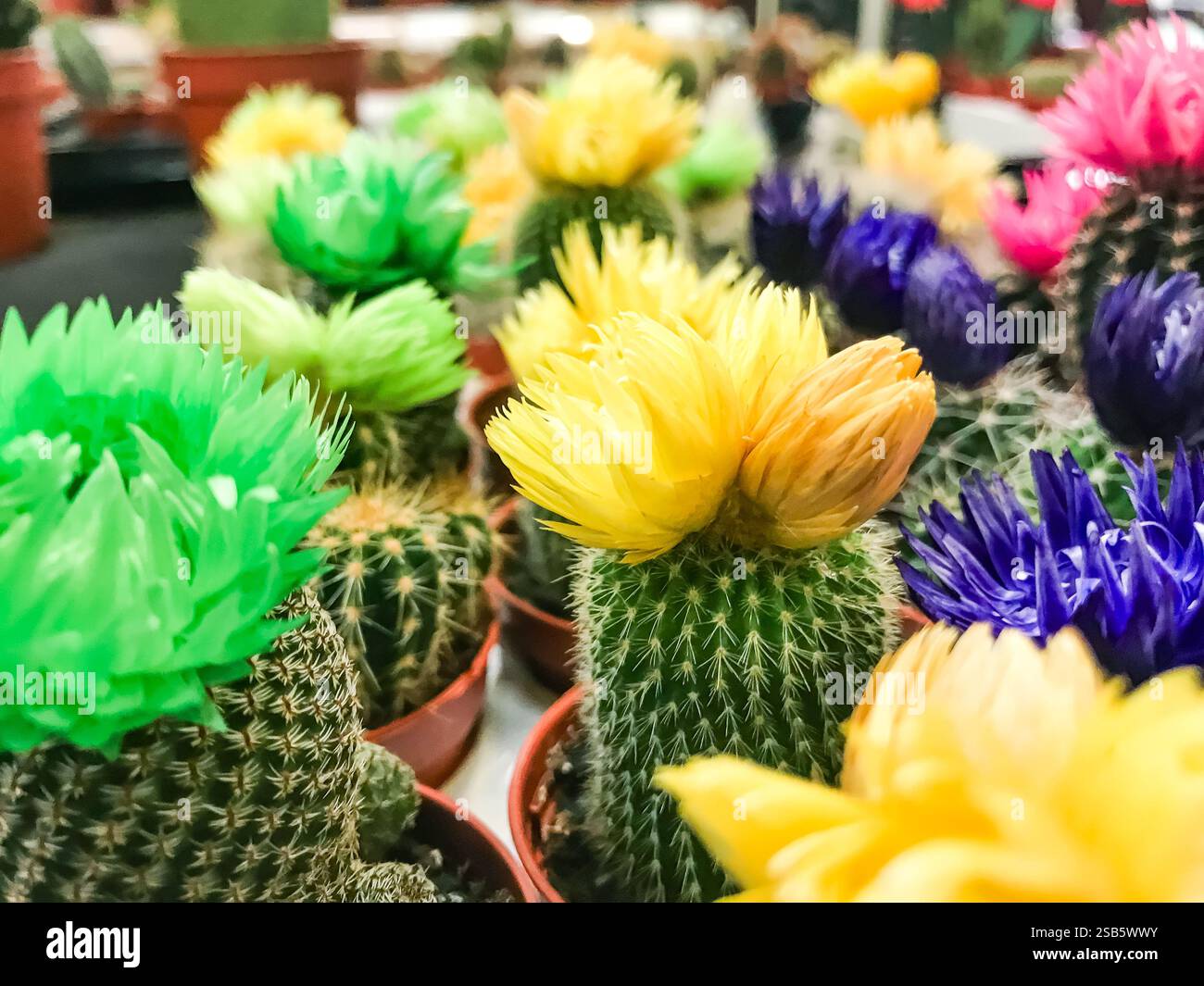 Bunch of colorful cacti in pots. The cacti are in various colors ...