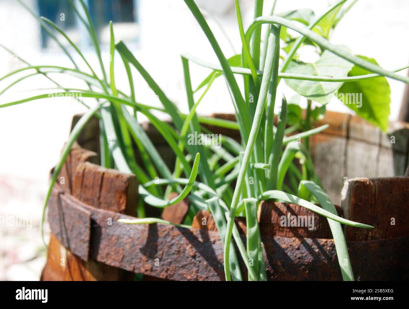 A close-up shot of green onions growing in a rustic, wooden pot. The ...