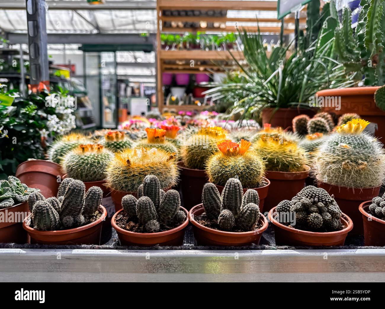Various cacti displayed in pots hi-res stock photography and images - Alamy
